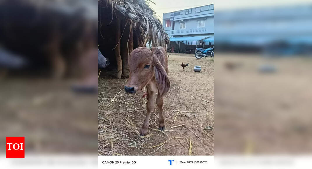 North Coastal AP welcomes first calf born through embryo transfer ...