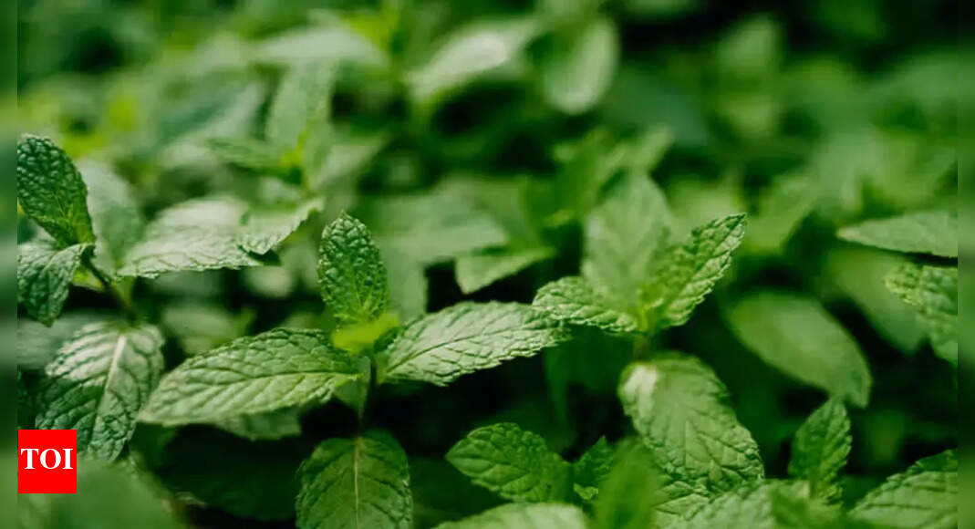 Peppermint Benefits: Unlocking the lesser known benefits of peppermint ...