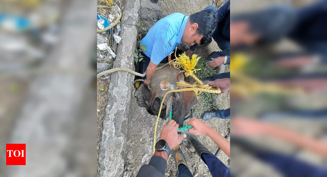Cow rescued from open manhole at New Katol Naka Square | Nagpur News ...