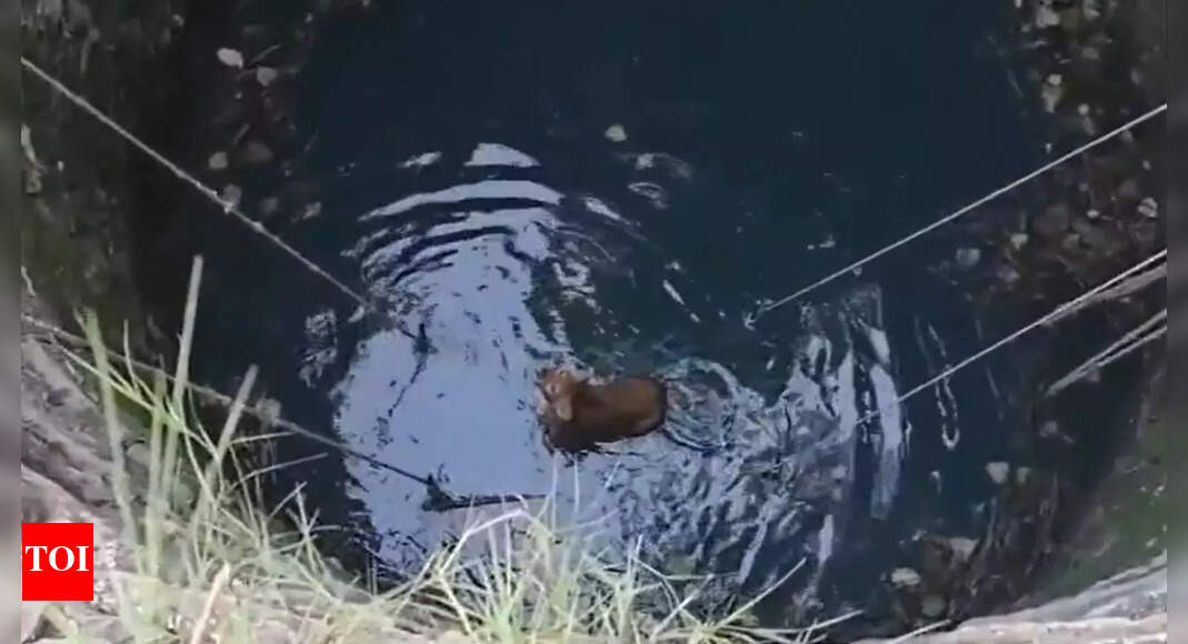 Watch: Lion cub rescued after falling into well in Gujarat's Junagadh ...