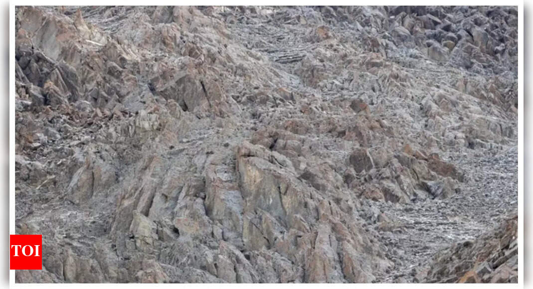 Optical illusion: Only those with sharp vision can spot a snow leopard ...