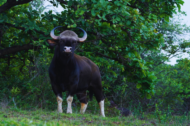 The Great Indian Safari: Top places to see wildlife wonders beyond the ...