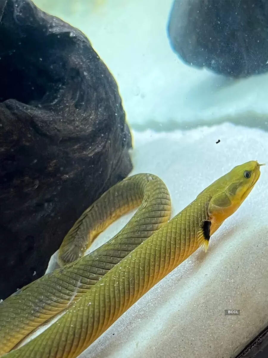 10 fish that slither like snakes | Times of India