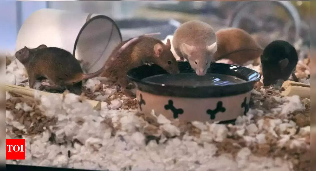 Can humans have babies in space? Current mice sperm experiment may ...