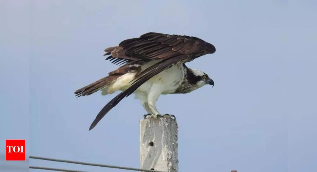 Homecoming for osprey, bar-headed goose as winter brings them to ...