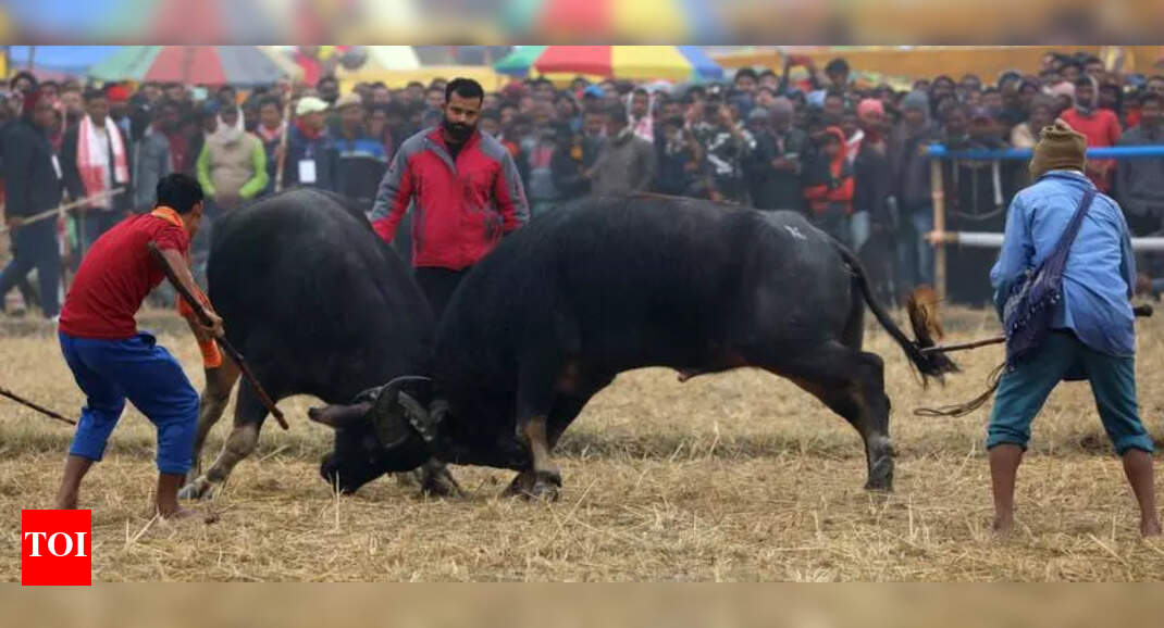 Peta India: Gauhati high court upholds animal rights, bans buffalo ...