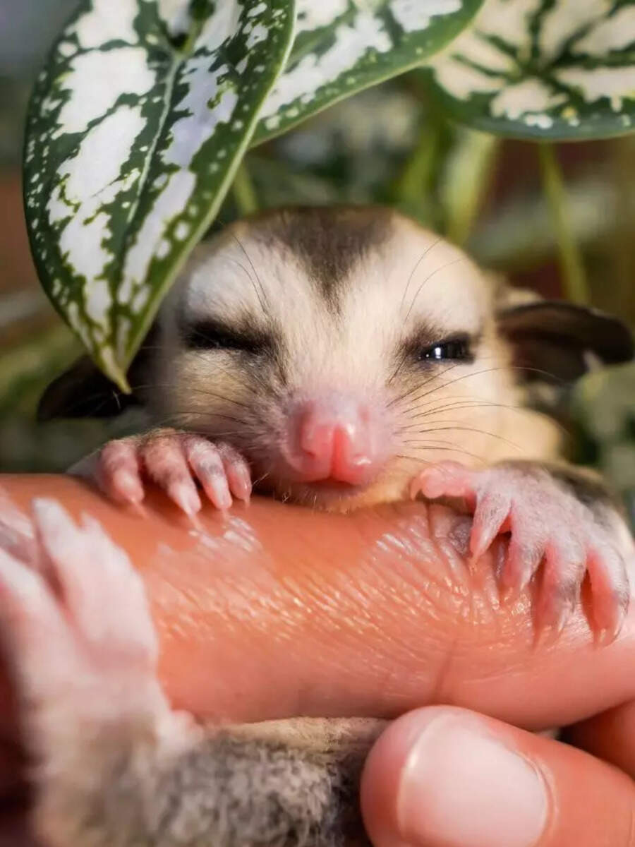 8 animals that very few people have ever heard of | Times of India