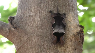 Delhi bat species: Delhi’s 15th bat species at Yamuna Biodiversity Park ...