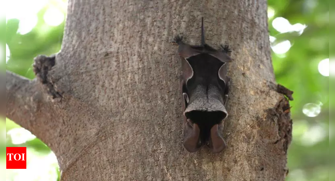 Delhi bat species: Delhi’s 15th bat species at Yamuna Biodiversity Park ...