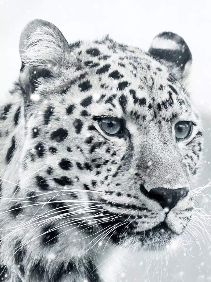 10 spotted animals found in nature | Times of India