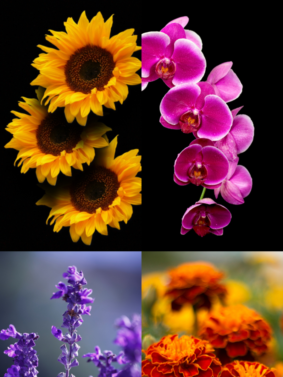 10 Flowers To Bring Good Luck In 2025 | Times Now