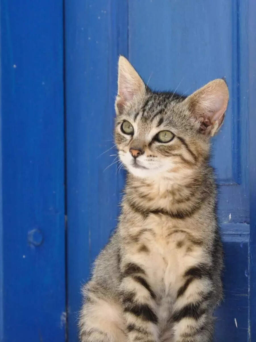 Cat Colours: Identifying 7 Common Coat Patterns, With Names | Times Now