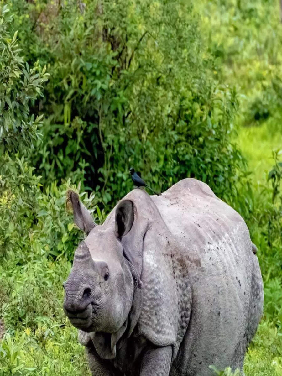 8 wild animals to spot in Kaziranga National Park, Assam | Times of India