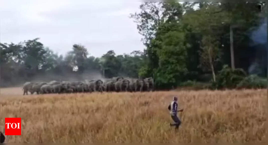Wild elephants destroy paddy, properties in Dibrugarh villages ...