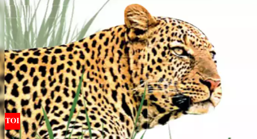 Leopard kills woman in Tamil Nadu’s Vellore district | Chennai News - Times of India