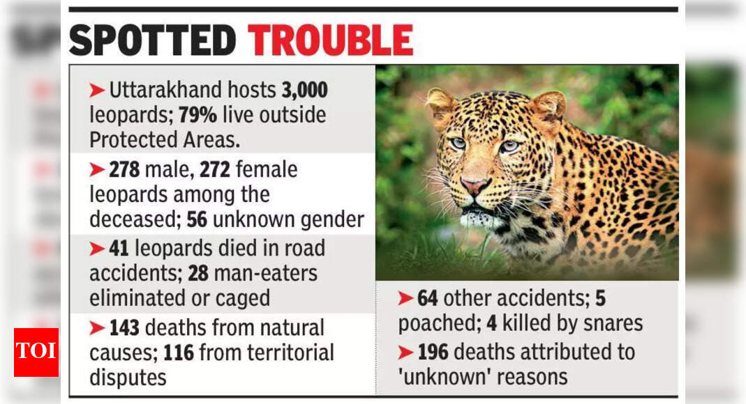 606 leopards die in Uttarakhand in 5 years | Dehradun News - Times of India