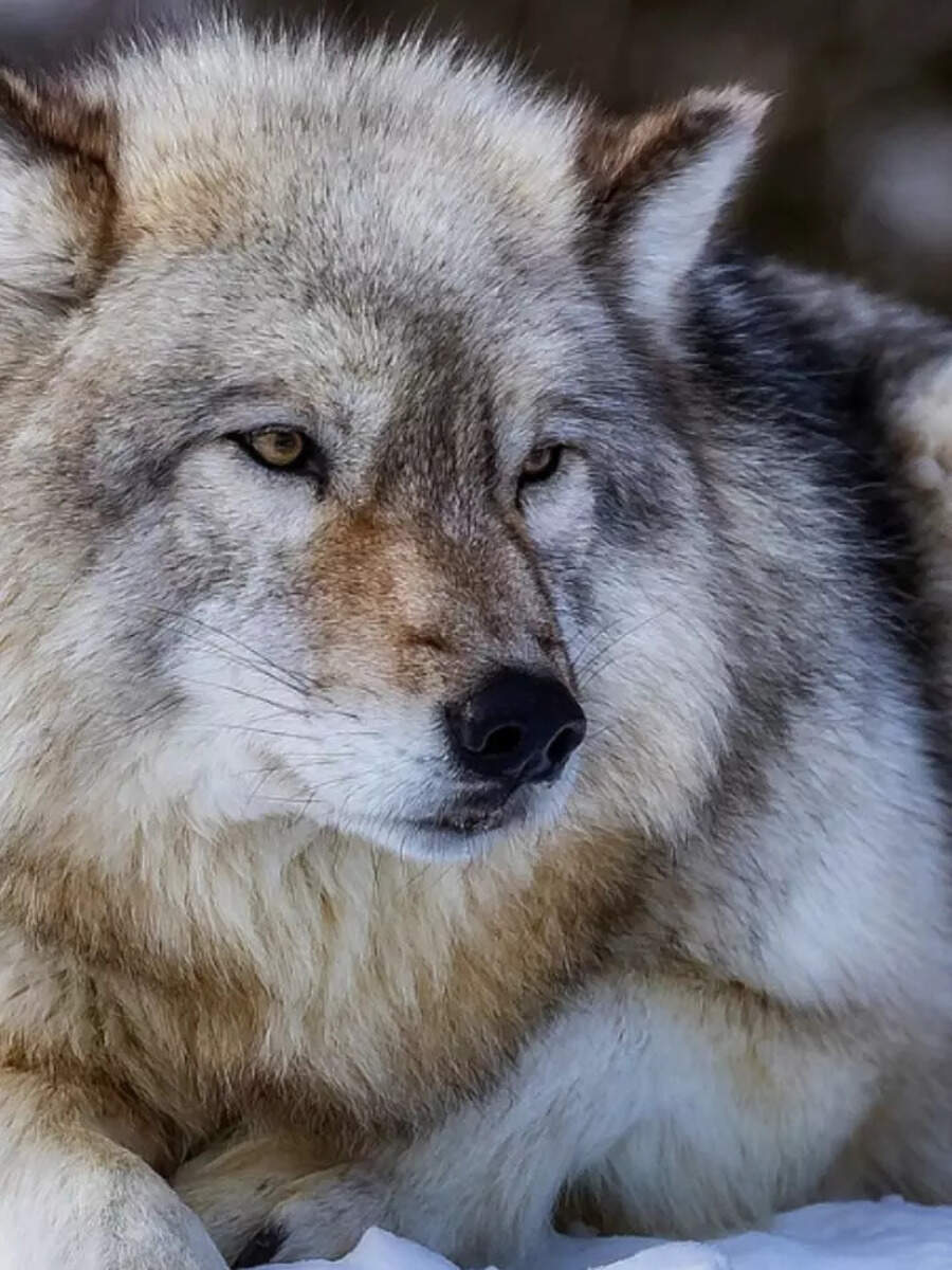 10 rare animals found only in Asia | Times of India