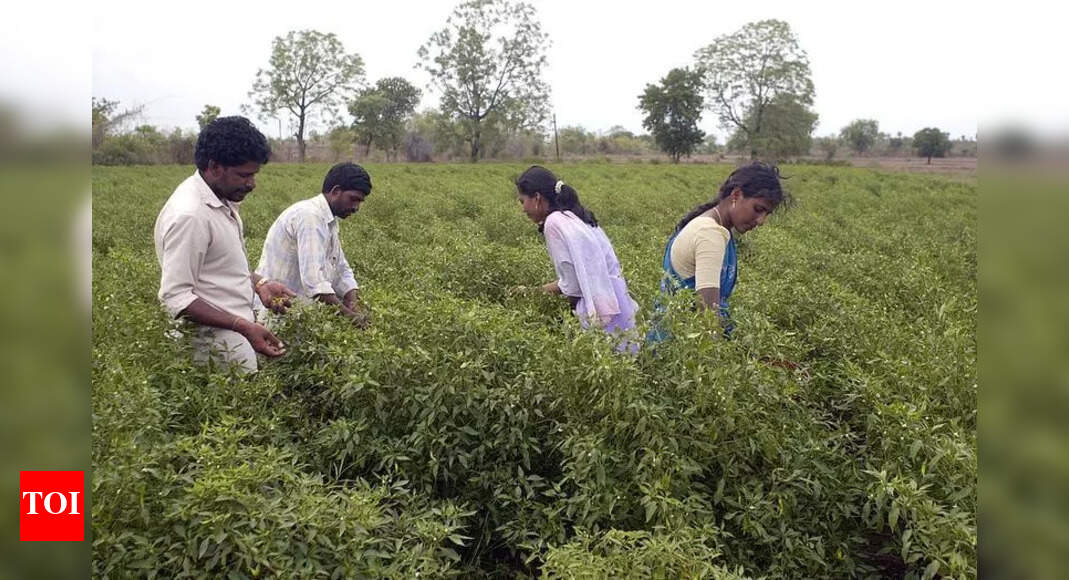 T to use job scheme data for 12k dole for poor sans land | Hyderabad ...