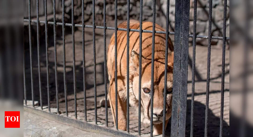 Lion vs. bodybuilder tug of war: This is what Lion did that left ...