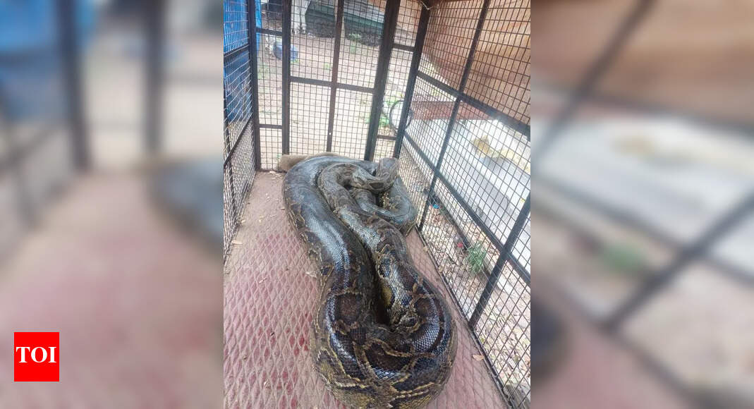 18.5ft-long python rescued near Bhitarkanika | Bhubaneswar News - Times ...