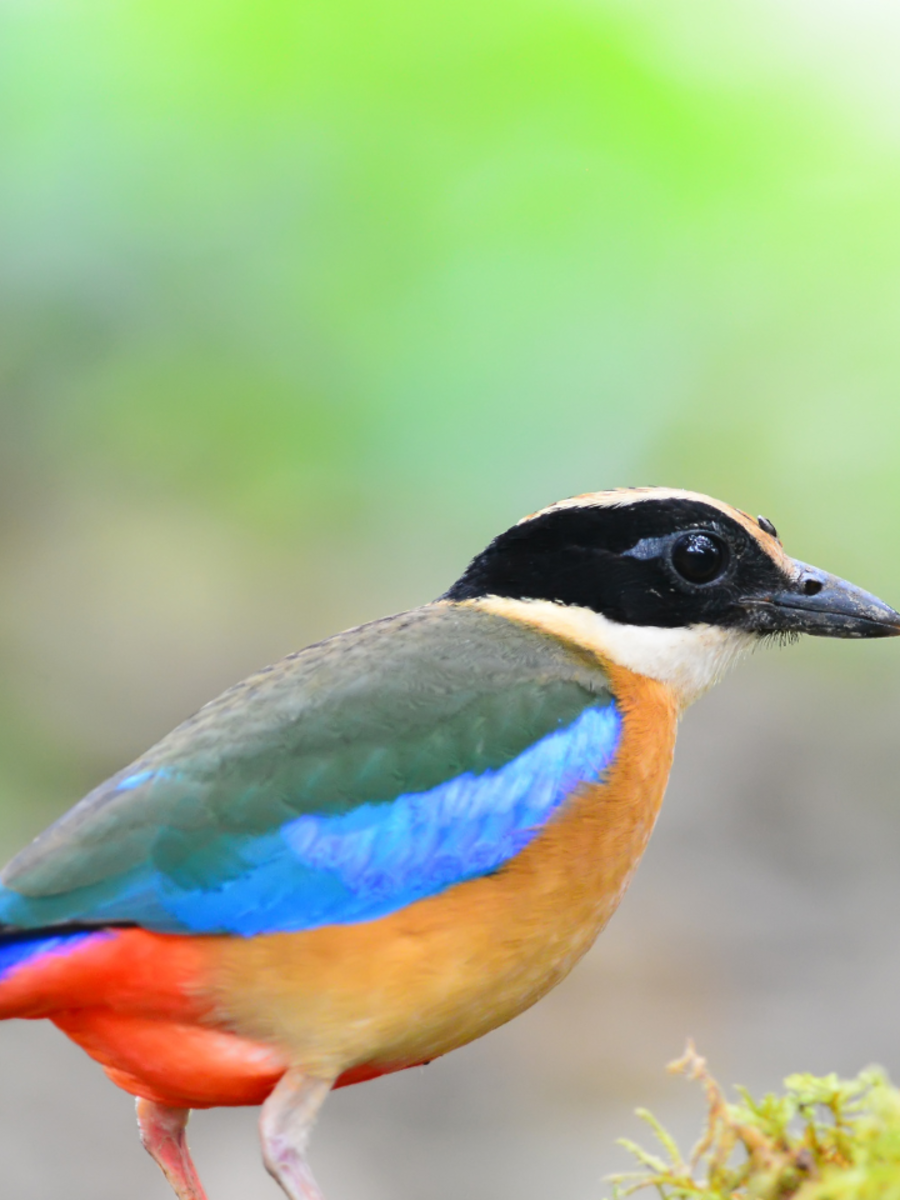 10 rare to-spot and beautiful birds in the wild | Times of India