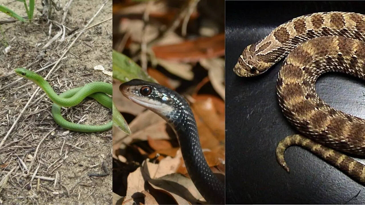 Non Poisonous Snakes Division Of Research Safety | Illinois