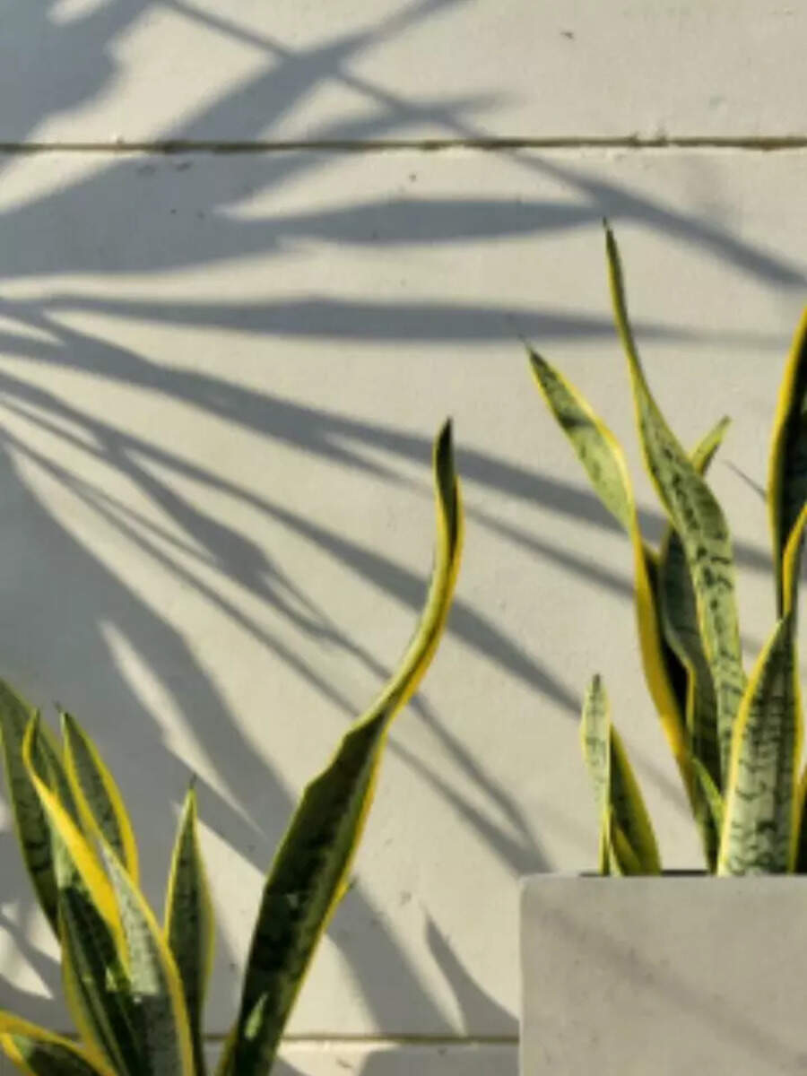 10 easy ways to grow and propagate snake plant at home | Times of India