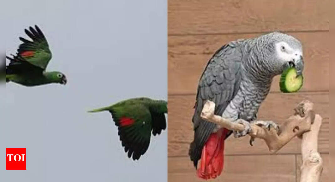 5 Most expensive parrots in the world | - The Times of India