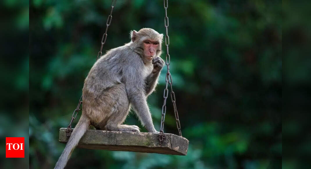 Experiment reveals how monkeys understand money and use it for shocking ...