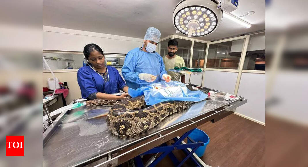 Python with serious injuries treated, released into wild | Mangaluru ...