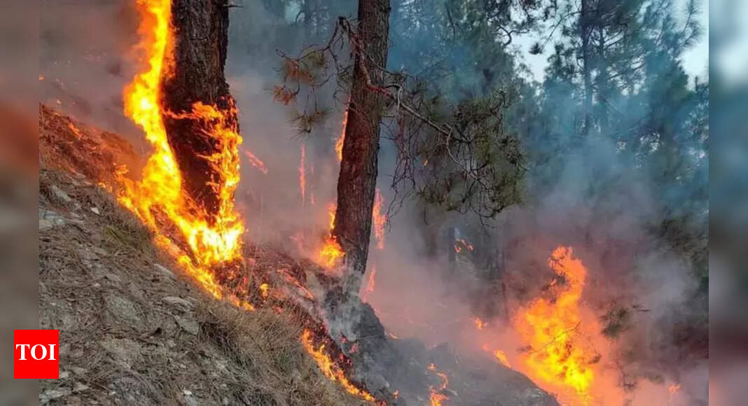 Forest fires in 5 vulnerable dists went down in 2023-24: FSI report ...