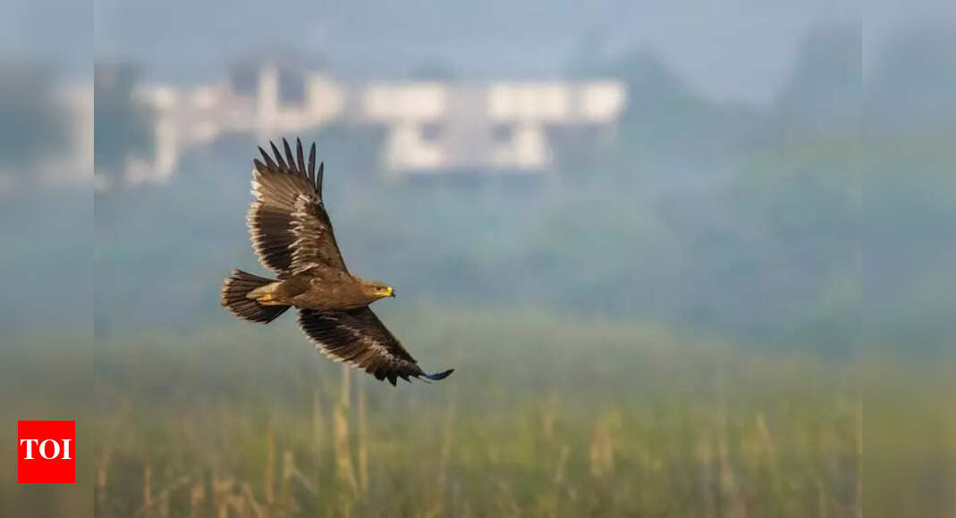 Rare sighting of steppe eagle at Timbi Lake near Vadodara | Vadodara ...
