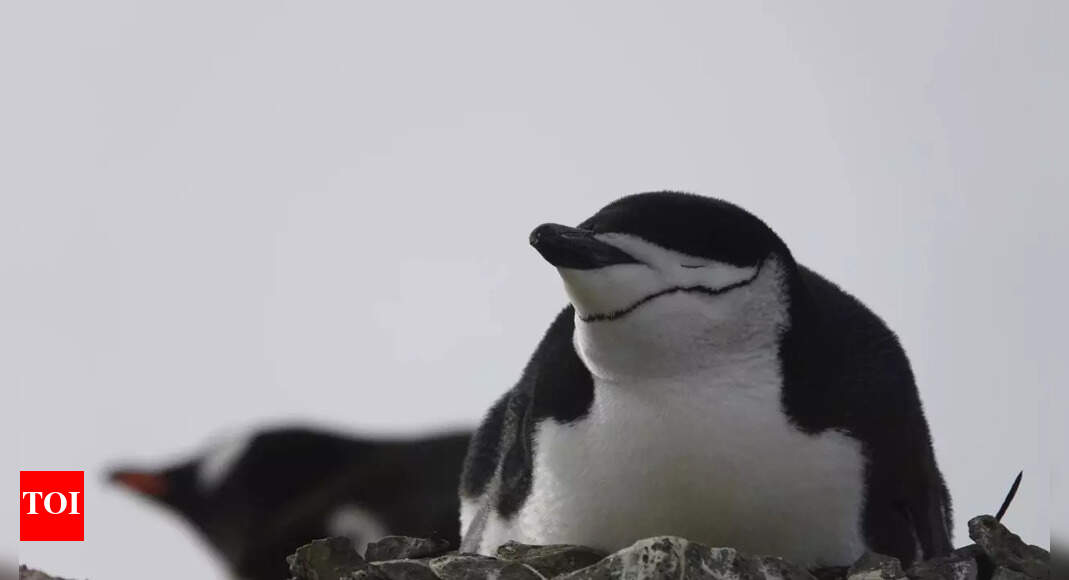 'Too nervous to say excuse me,' Penguin waits patiently as couple ...
