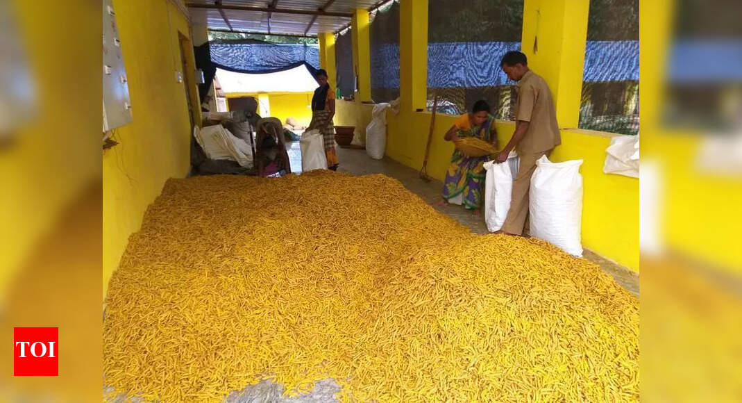 How KASAM turned Kandhamal turmeric into sought-after product ...
