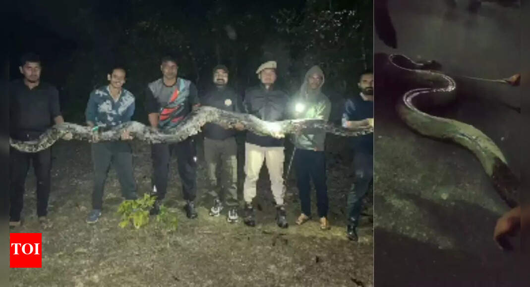 Watch | 17-foot-long, 100-kg python found near girls hostel at Assam ...