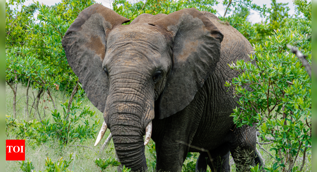 Elephant tramples woman to death in Erode, Tamil Nadu | Erode News - The Times of India