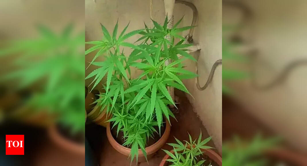 Ganja plant grows at Anna canteen premises | Vijayawada News - Times of ...