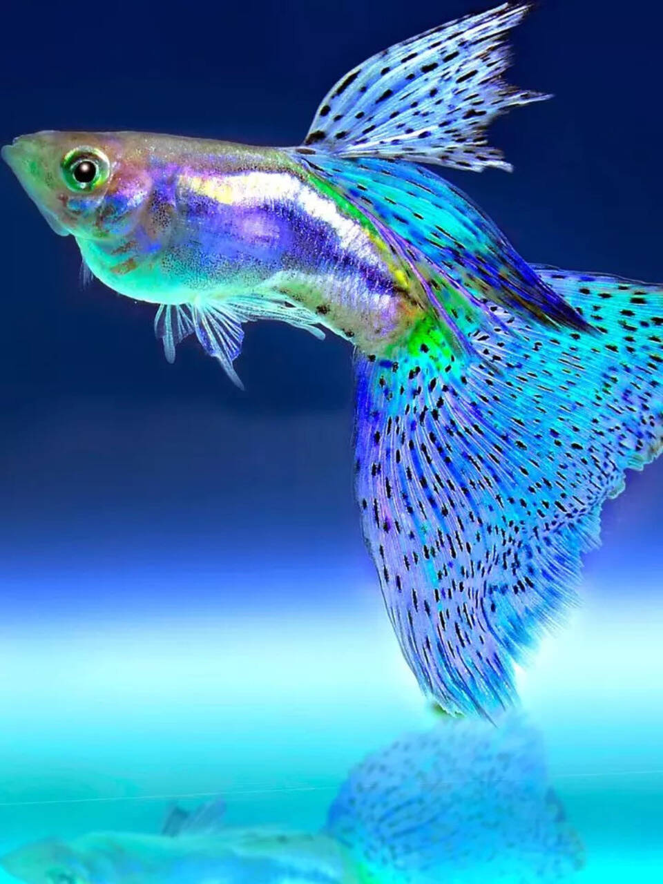 8 beautiful freshwater fishes suitable for small home aquariums Times of India