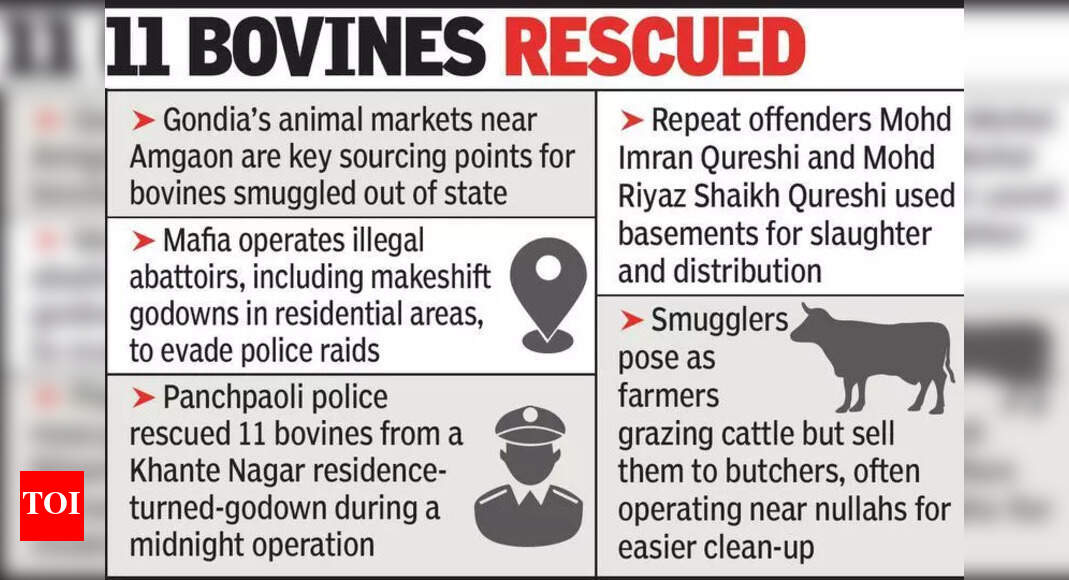 Crackdown on cattle smuggling: Maha police battle interstate mafia ...