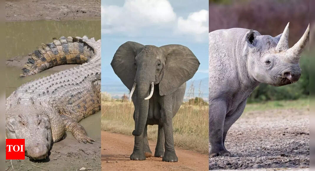 Top 10 animals with the thickest skin including crocodile, sperm whale ...