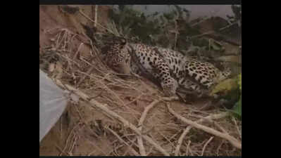 Leopard attacks and injuresfour in Sikar village, captured | Jaipur News - Times of India