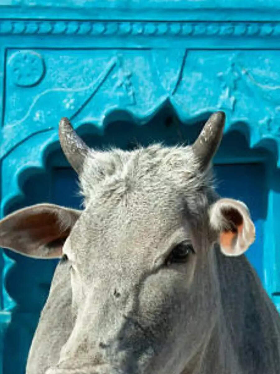 Bargur Cow: खास नस्‍ल की गाय, मालिकों को ऐसे करती है मालामाल | ET Now ...