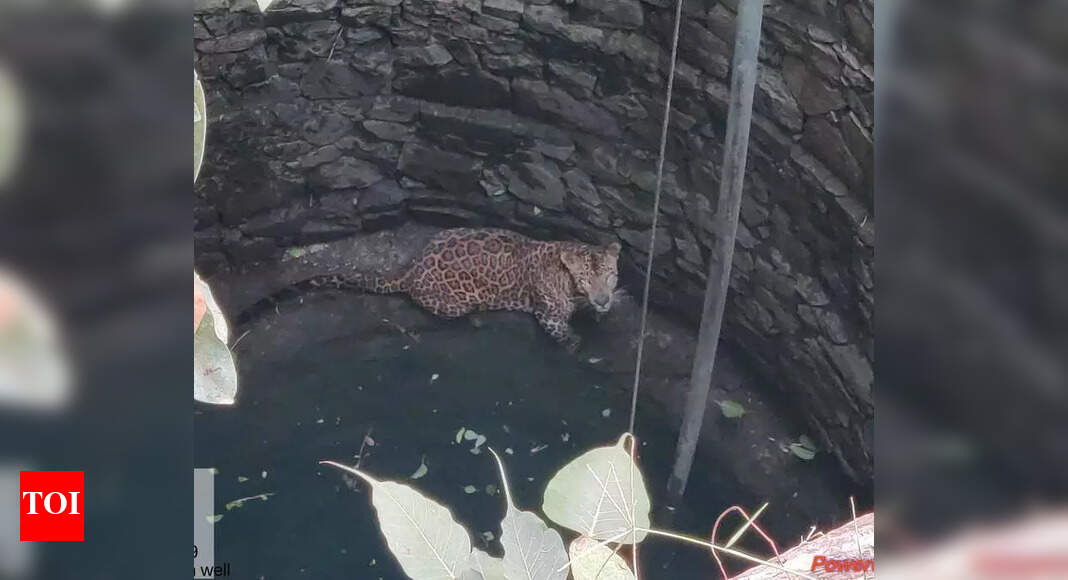 Leopard rescued from well in Nashik’s Jakhori village | Nashik News - Times of India