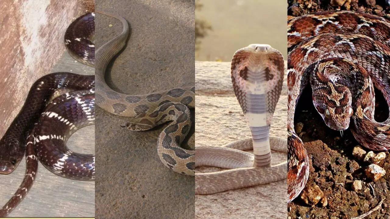 Snakes Poisonous Snakes Of India Indian Spectacled