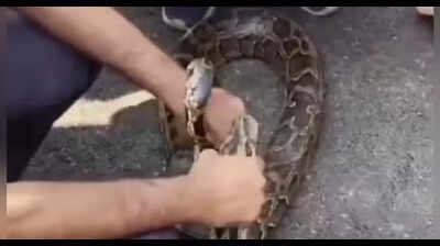 Wildlife experts rescue Pythons, Cobra in Barak Valley | Guwahati News - Times of India