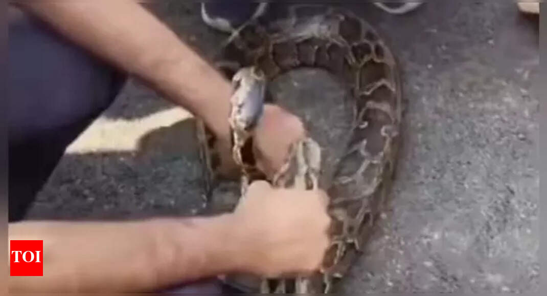 Wildlife experts rescue Pythons, Cobra in Barak Valley - Times of India