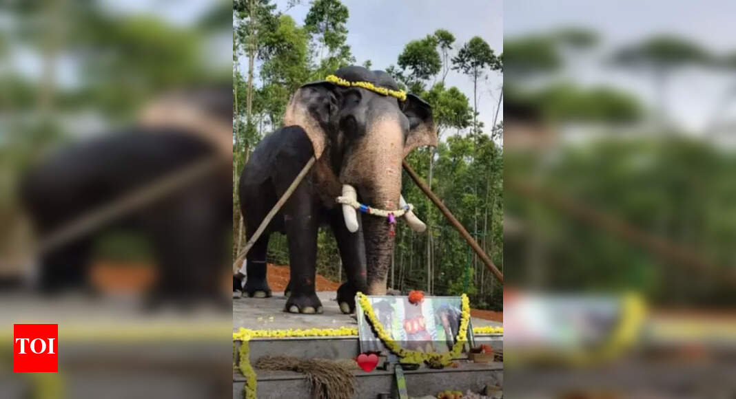 Memorial for Dasara elephant Arjuna nears completion in Hassan | Mysuru ...