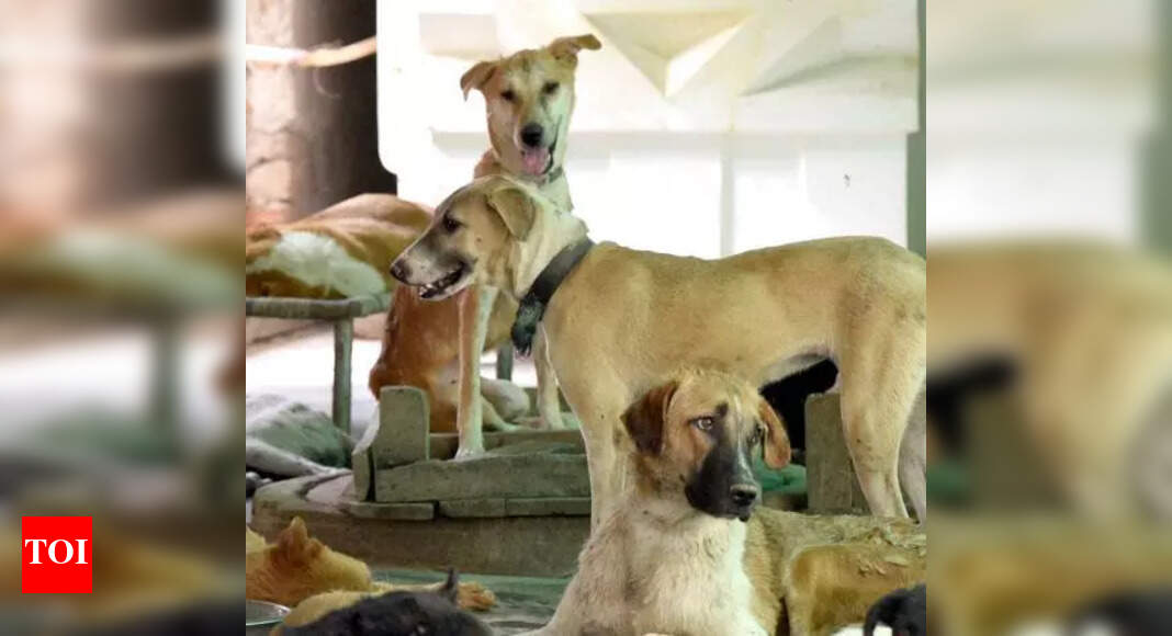 Gr Noida will soon set up shelters for stray dogs, cats | Noida News ...