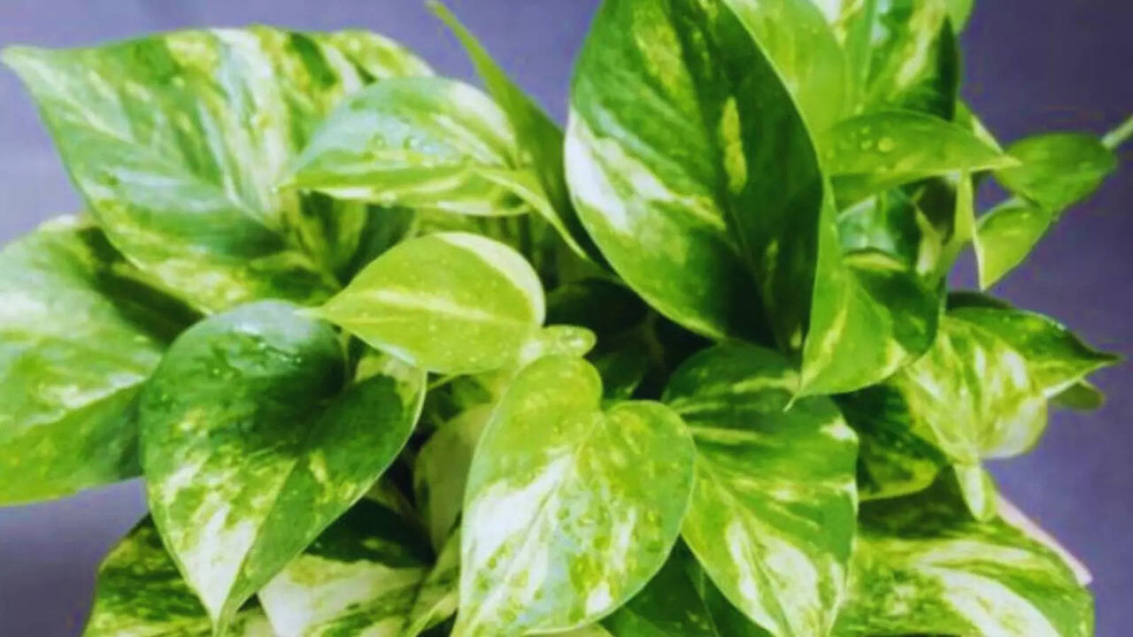 Green Fortune: 7 Plants To Attract Wealth And Growth In 2025