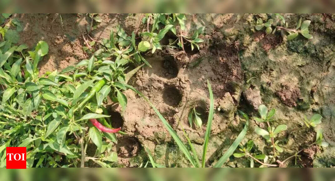 Tiger sighted for 2nd day in Nallabelly | Hyderabad News - Times of India